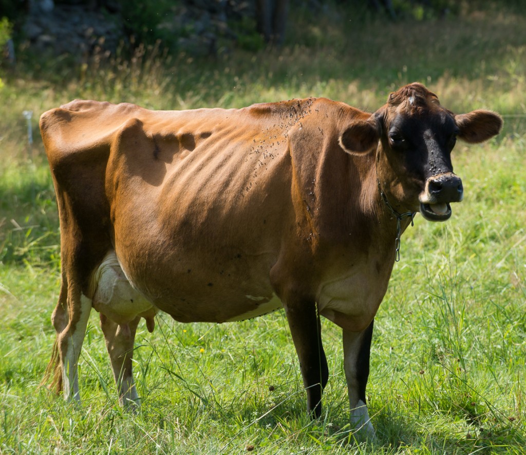 Blog | Woven Meadows Farm